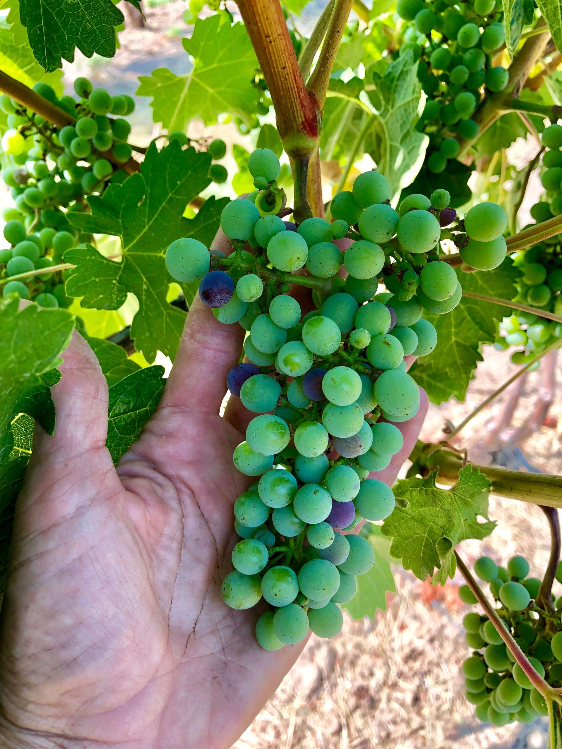 Veraison - Rivaura Wines
